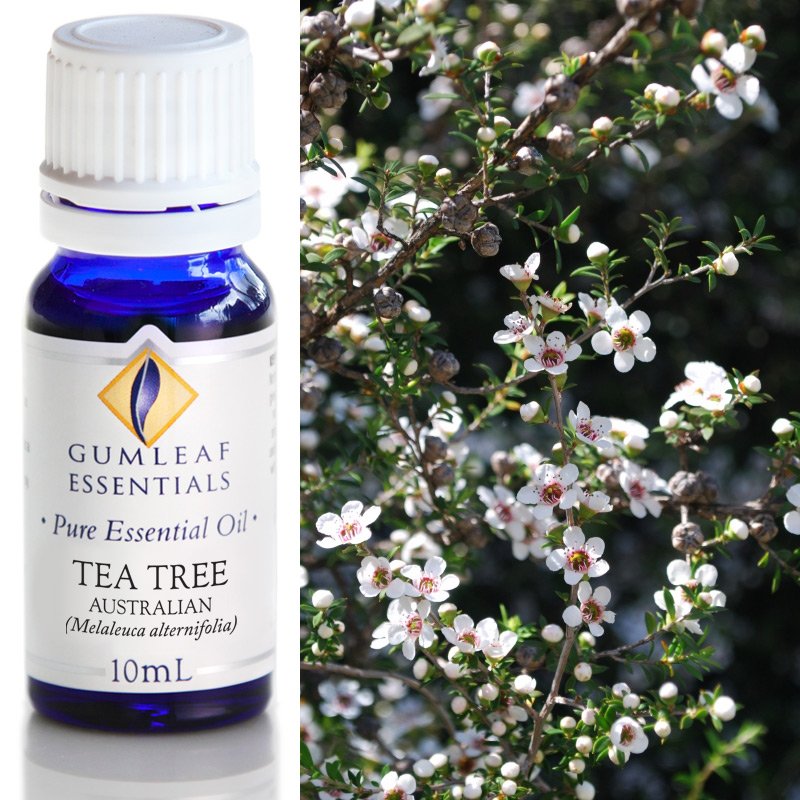 Tea Tree Australian Essential Oil - Traditional Herbs and Scents